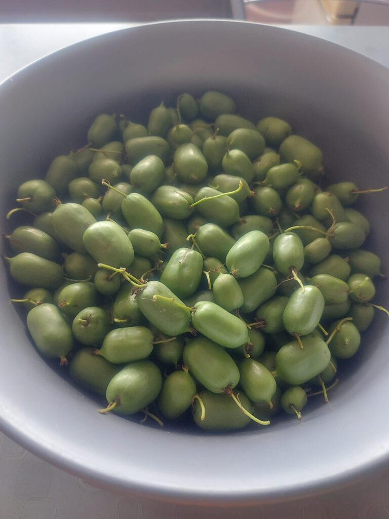 Ar žinote, kas šie žali vaisiai? Ne, tai ne mini kiviai – tai Lietuvos ...