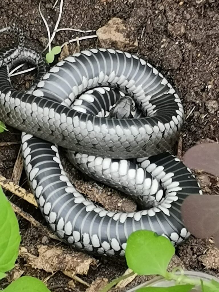 Šiltnamyje – gyvis, kuris atrodo kaip iš kito pasaulio: ar žinote, kas ...