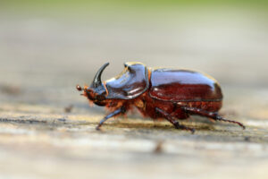 Aptiktas vabalas su ragu – kas jis toks ir ar reikėtų nerimauti ...